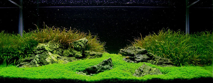Planted Tank | My 50 gal. Planted Tank | Page 2
