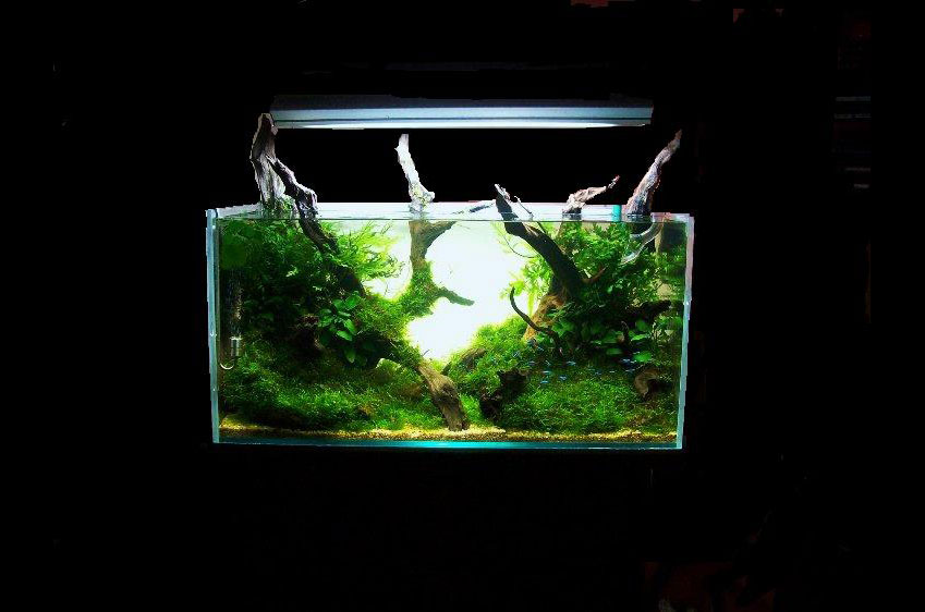 Planted Tank | My 50 gal. Planted Tank | Page 2