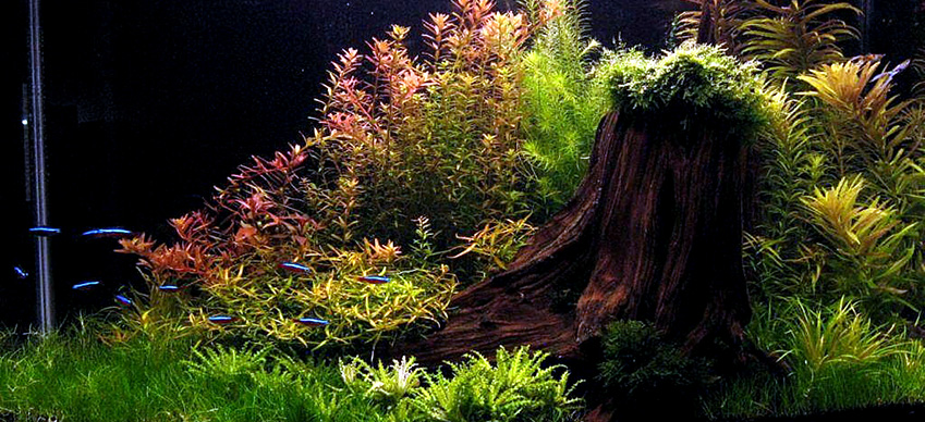 Planted Tank | My 50 gal. Planted Tank | Page 2