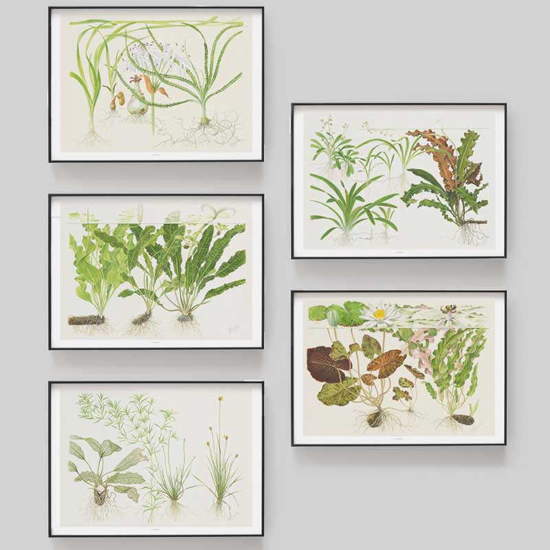 Green Leaf Aquariums